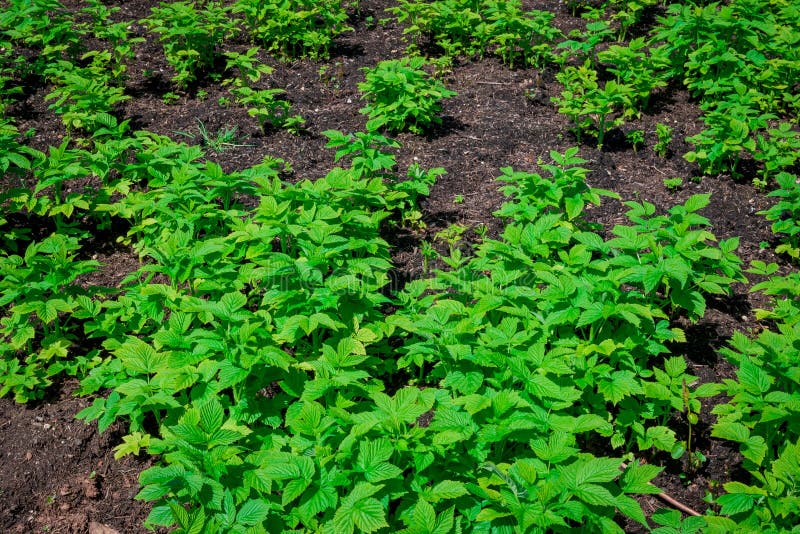 Landing a Young Raspberry Plant in Garden Stock Photo - Image of ...
