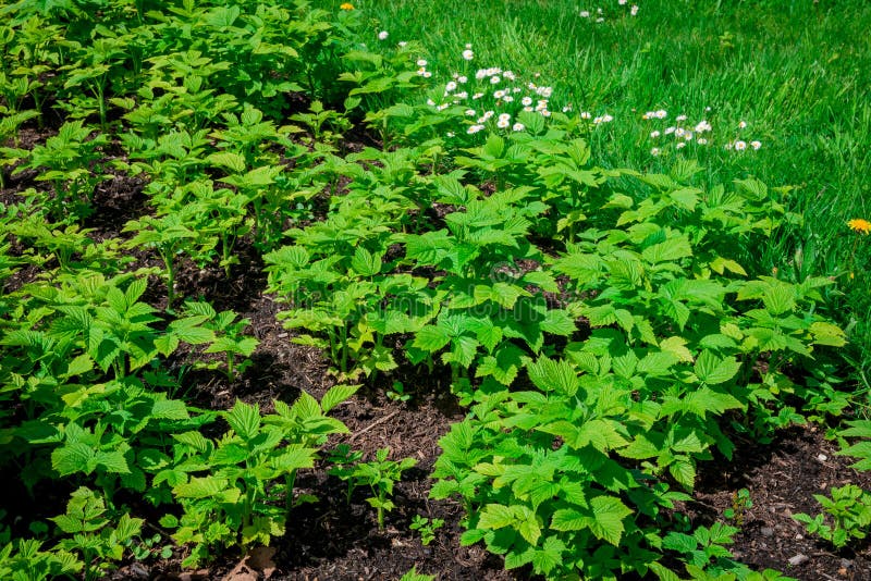 Landing a Young Raspberry Plant in Garden Stock Image - Image of fruits ...