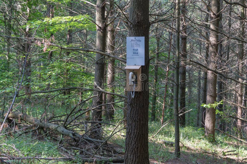 Landline Phone Attached To a Pine Tree in a Dense Forest Stock Photo ...