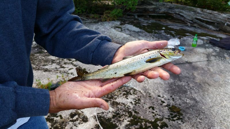 Small Landlocked Salmon Stock Photos - Free & Royalty-Free Stock Photos ...