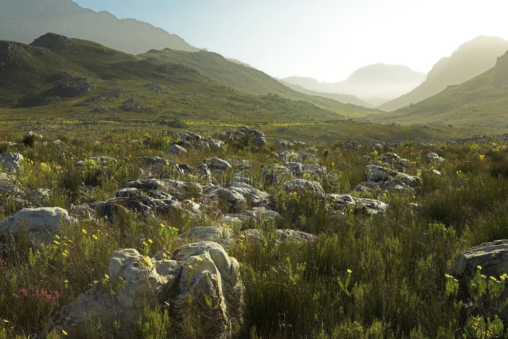 Landscape #03 stock photo. Image of kleinmond, yellow - 1368424