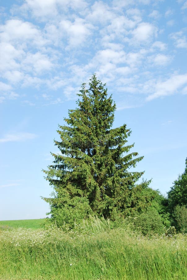 Landscape stock photo. Image of rural, trees, summer - 11557672