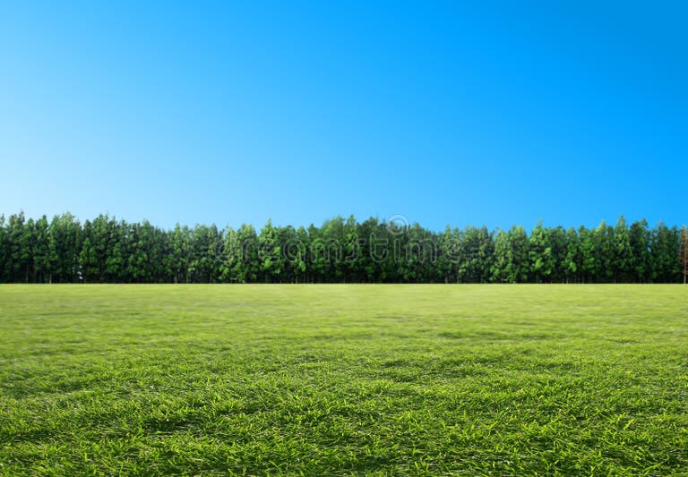 Landscape stock image. Image of increase, green, leaf - 12146285