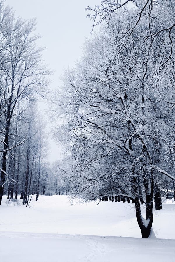 Central Park Blizzard 01 stock photo. Image of landscape - 3413792