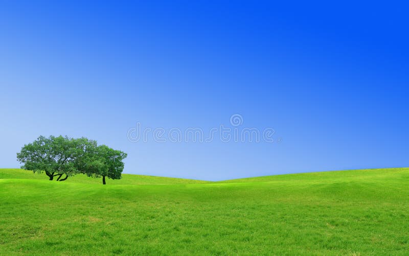 Single tree landscape stock image. Image of bright, focus - 20062269