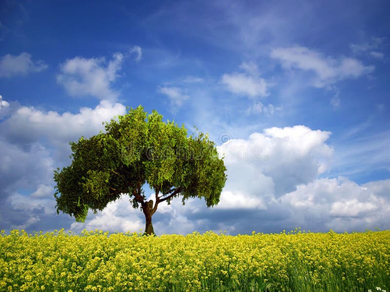 Five trees stock photo. Image of flower, hilly, park - 17028478