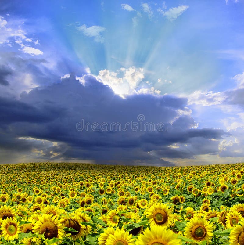 Landscape stock image. Image of bright, natural, colorful - 7023147