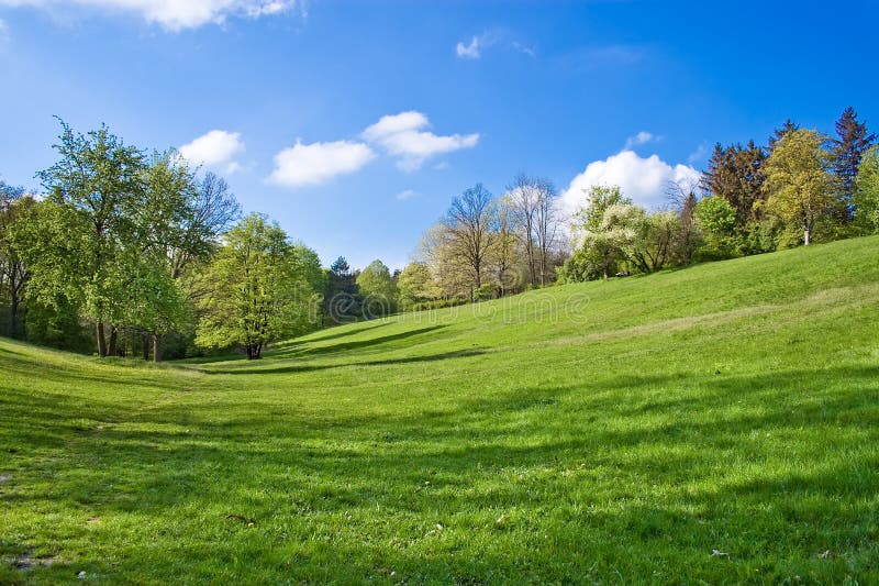 Tree line on hill stock photo. Image of field, meadow - 5219934
