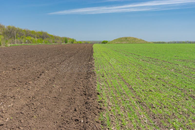 Landscape with an Agricultural Field Divided on Two Section - Arable ...
