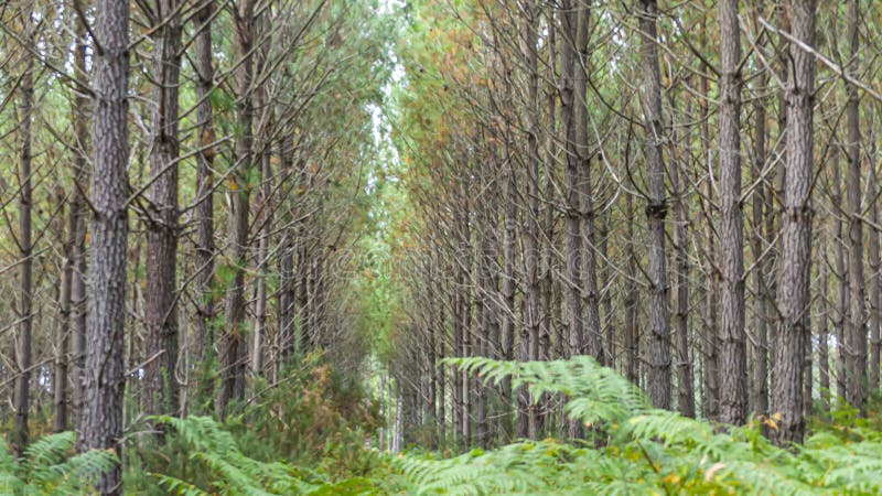 Landscape of an Alignment of Pines Stock Photo - Image of setting ...