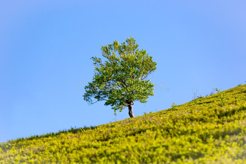 Alone tree near water stock image. Image of green, landscape - 18238001