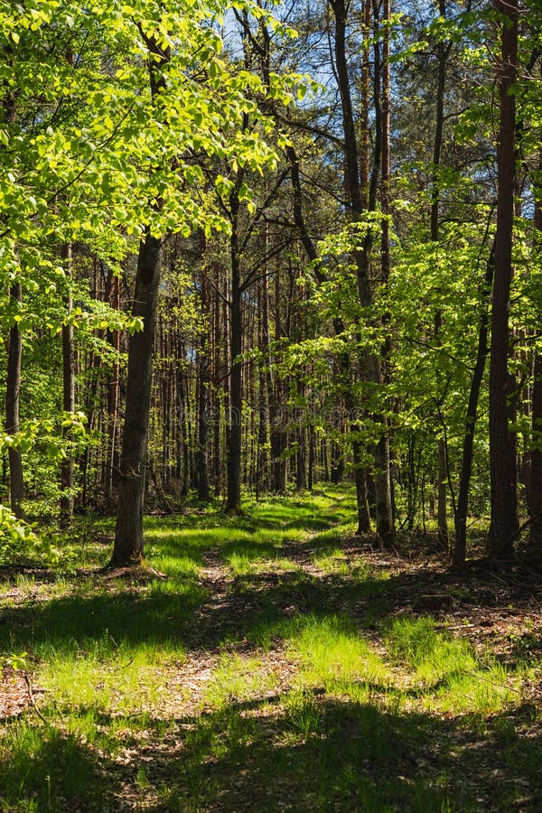 Landscape Along a Green Grassy Road through the Forest at the Beginning ...