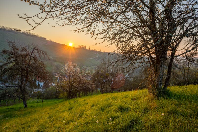 Landscape Apple Fruit Tree in Sunrise Stock Photo - Image of field ...