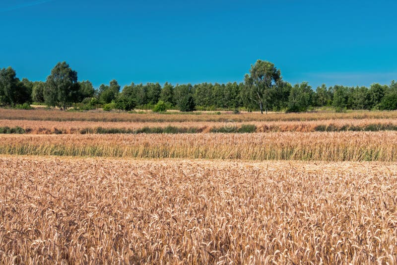 The Landscape of Arable Fields Where Grain Grows in Summer Stock Photo ...