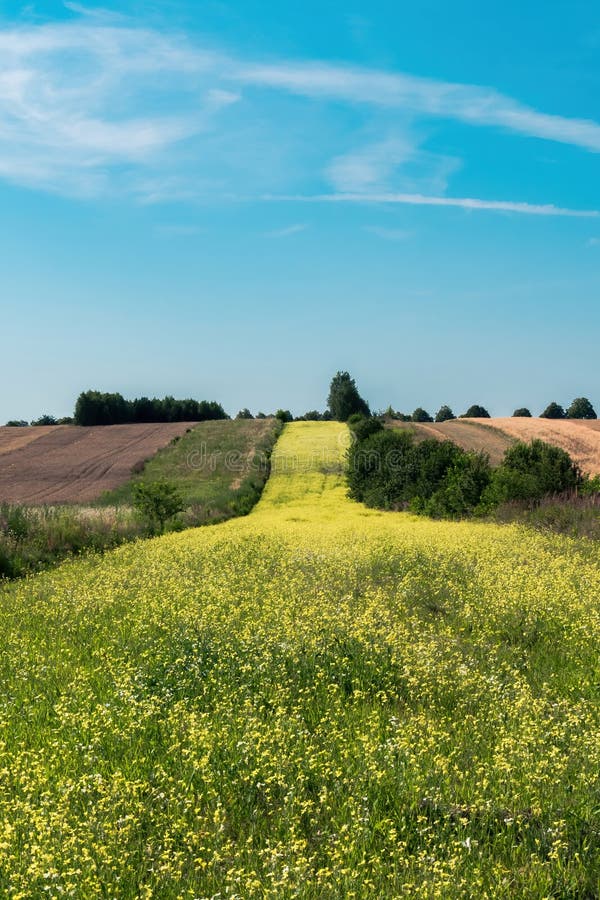The Landscape of Arable Fields Where Grain Grows in Summer Stock Image ...