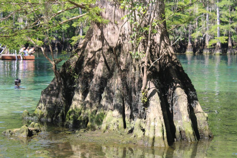 Landscape Around Morrison Springs State Park in Northern Florida Stock ...