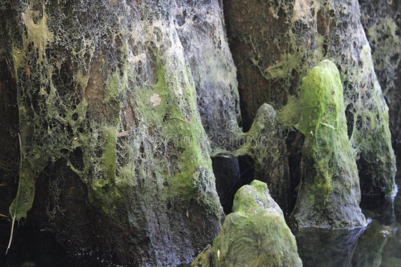 Landscape Around Morrison Springs State Park in Northern Florida Stock ...