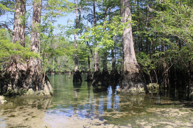 Landscape Around Morrison Springs State Park in Northern Florida Stock ...