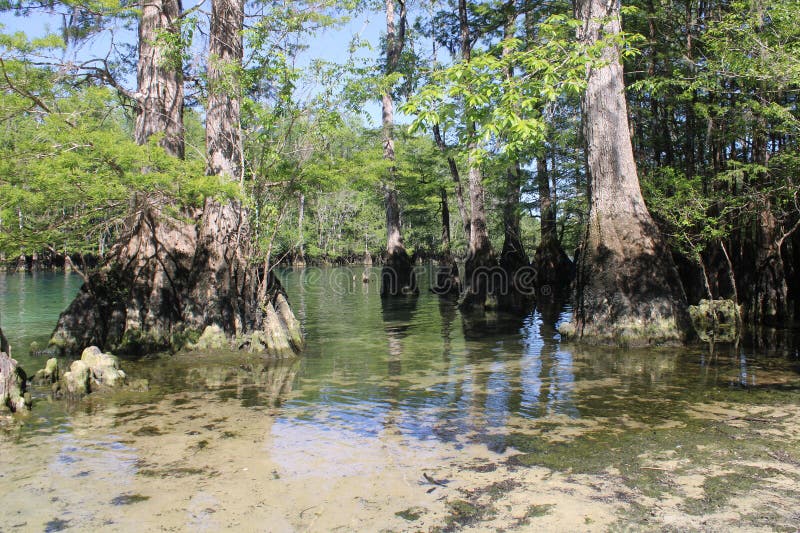 Landscape Around Morrison Springs State Park in Northern Florida Stock ...