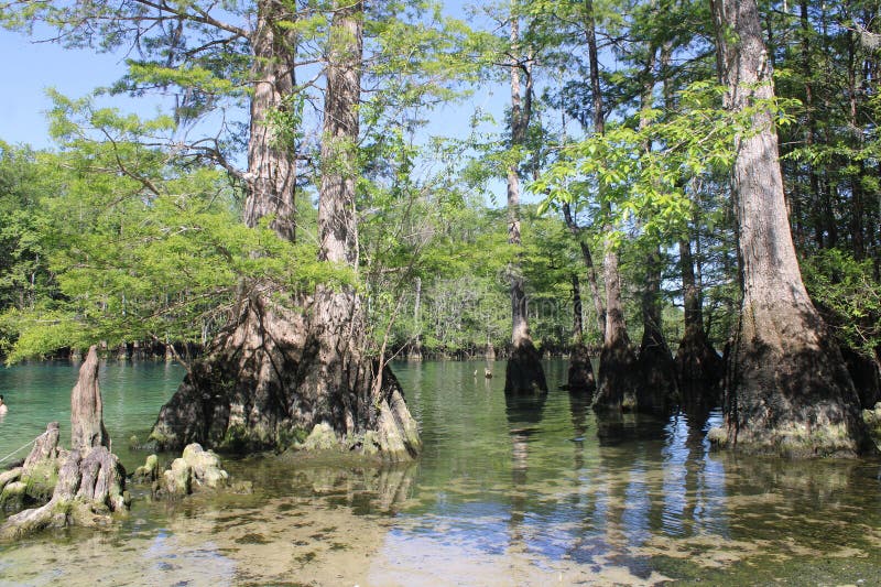 Landscape Around Morrison Springs State Park in Northern Florida Stock ...