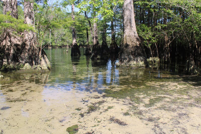 Landscape Around Morrison Springs State Park in Northern Florida Stock ...