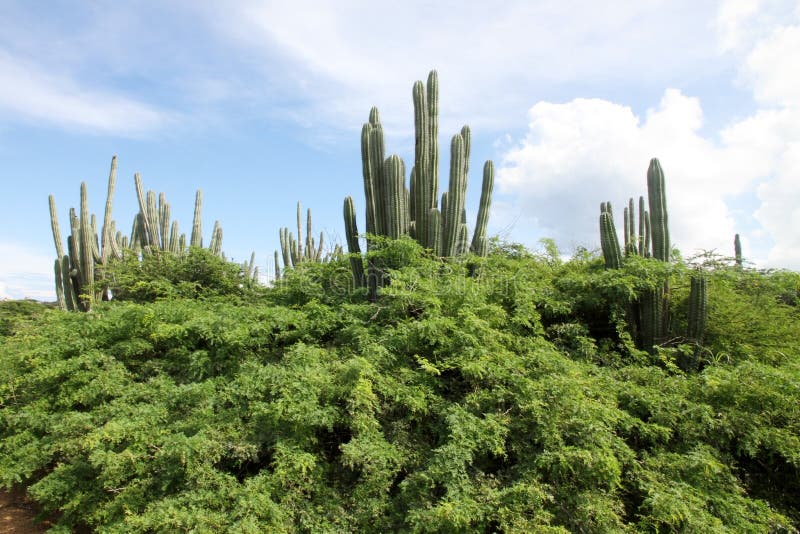 Landscape in Aruba stock image. Image of attraction - 192198177