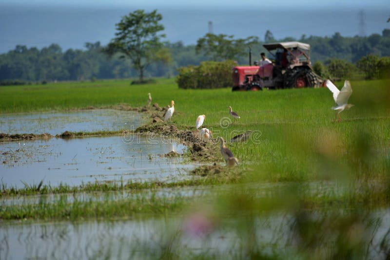 Landscape of Assam Agriculture Fild Stock Image - Image of fild ...