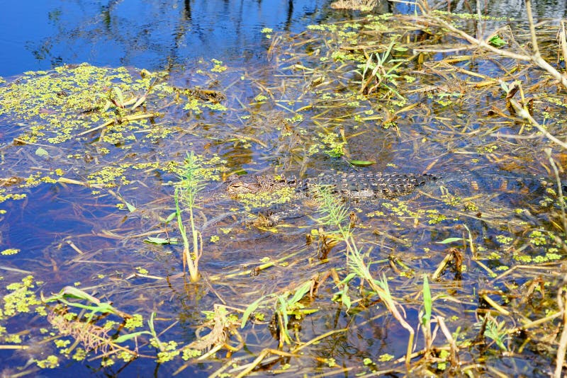 Tropical Swamp with Alligator Stock Photo - Image of animal, palms ...