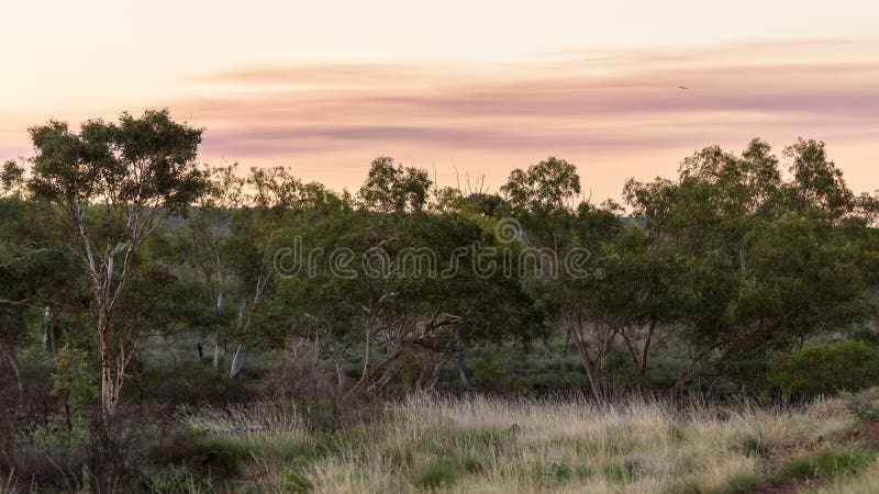 Sunset in the Australian Bush Stock Photo - Image of coloured ...