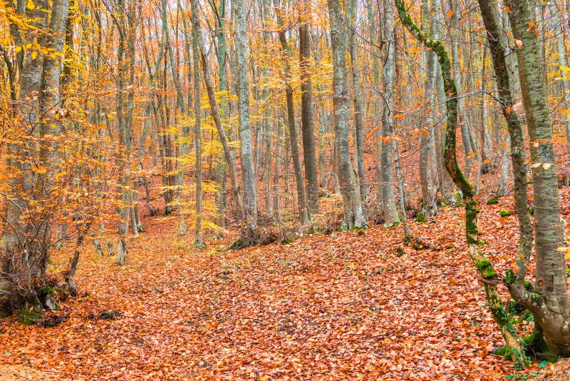 Landscape - Autumn Deciduous Forest in October Stock Photo - Image of ...