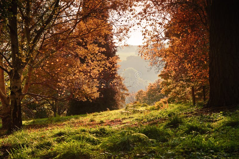 Autumn Fall Forest Landscape Magic Book Pages Stock Image - Image of ...