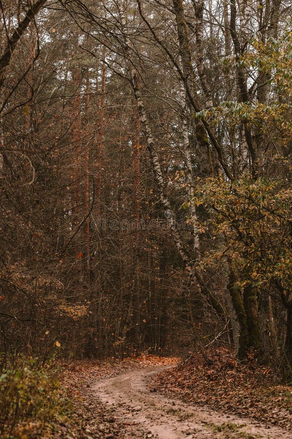 Landscape of Autumn Forest. October Natural Landscape. Road To the ...