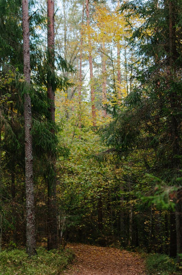 A Landscape with an Autumn Forest Pine Birch Fir-tree Stock Image ...