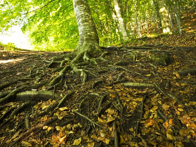 Deep Roots Of The Old Trees Stock Image - Image of untouched, dirt ...