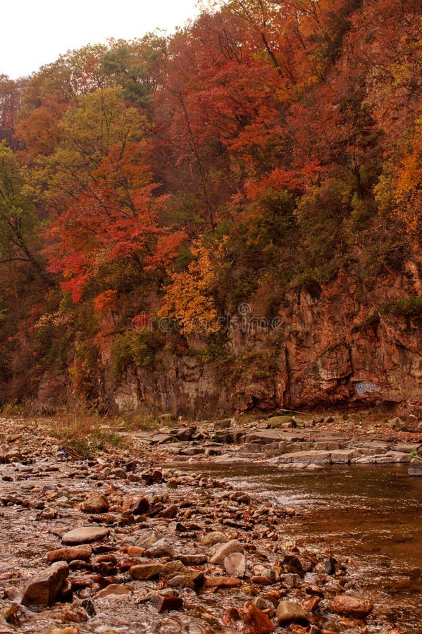Landscape of autumn maple stock photo. Image of hill - 21809856