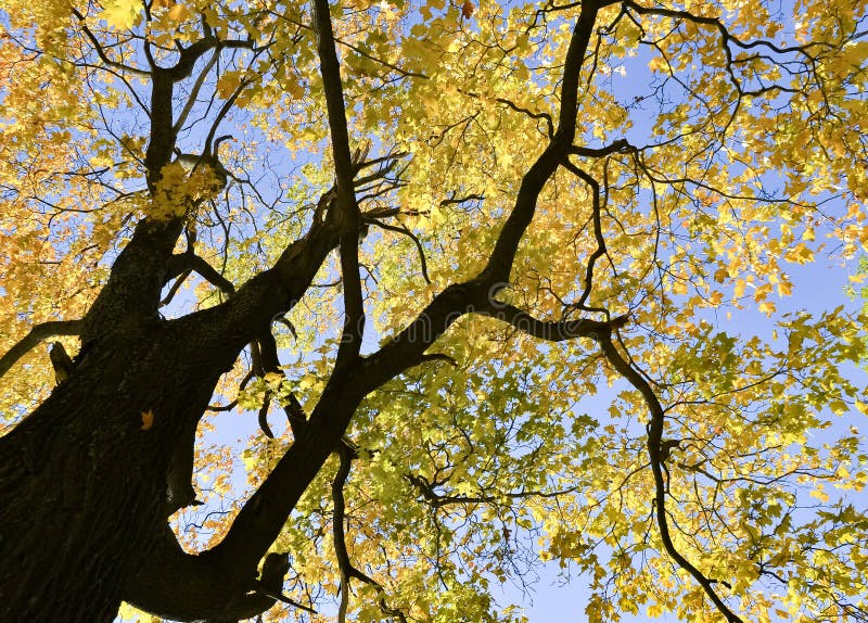 Autumn Tree with Contrast Branches Stock Photo - Image of leaves, park ...