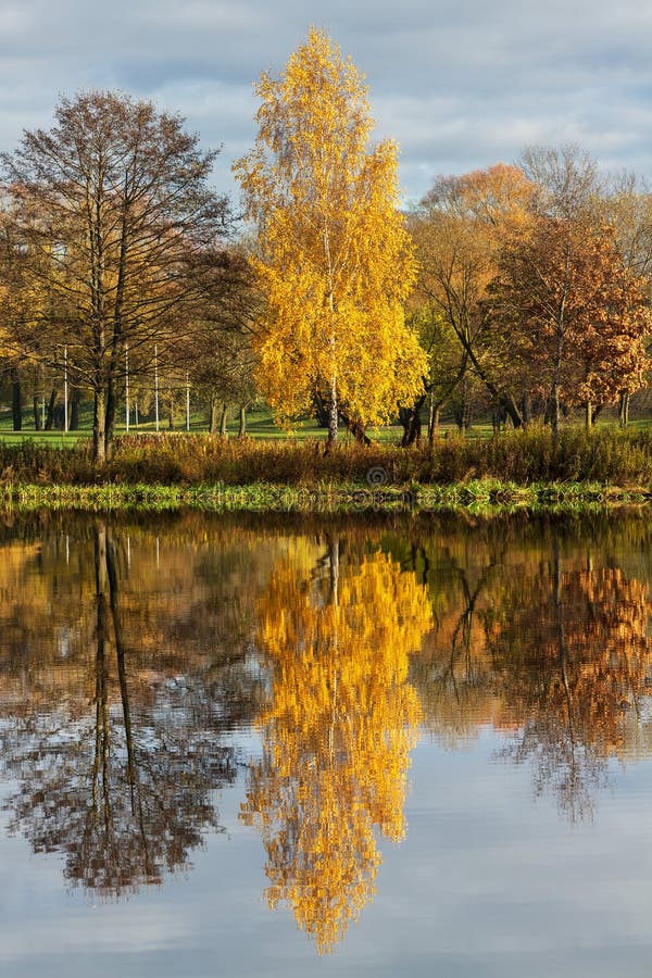 Landscape of autumn trees stock photo. Image of park - 161861720