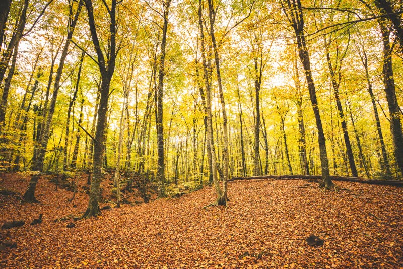 Landscape of Autumnal Forest Stock Photo - Image of autumn, colorful ...