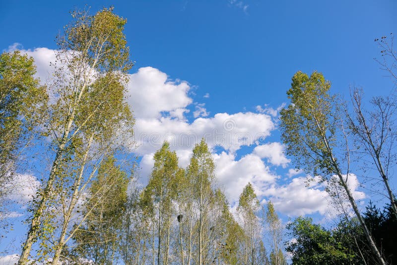 Autumnal poplar forest stock image. Image of aspen, clouds - 196491219