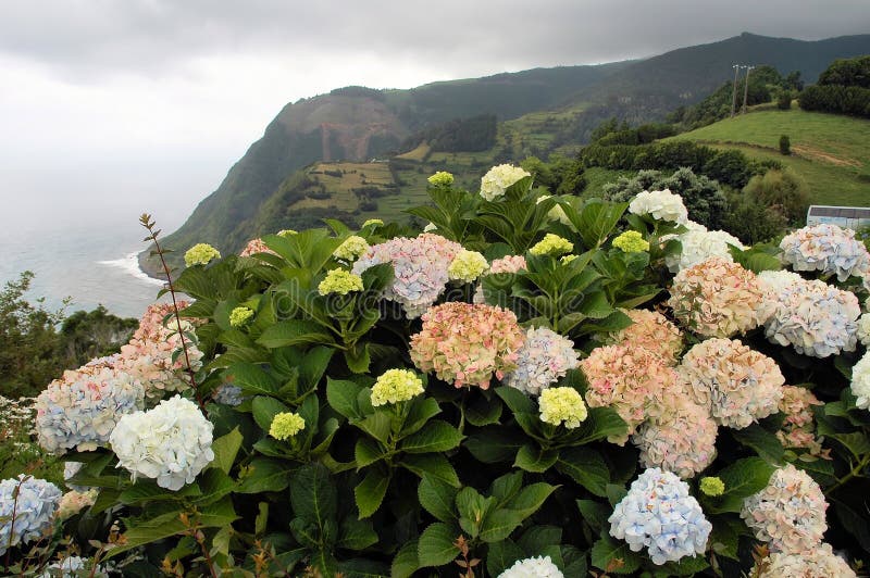 Flowers stock image. Image of vegetation, azores, buds - 293713