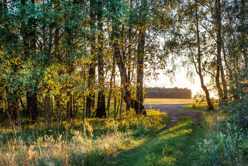 Landscape in the backlight stock photo. Image of setting - 245369674