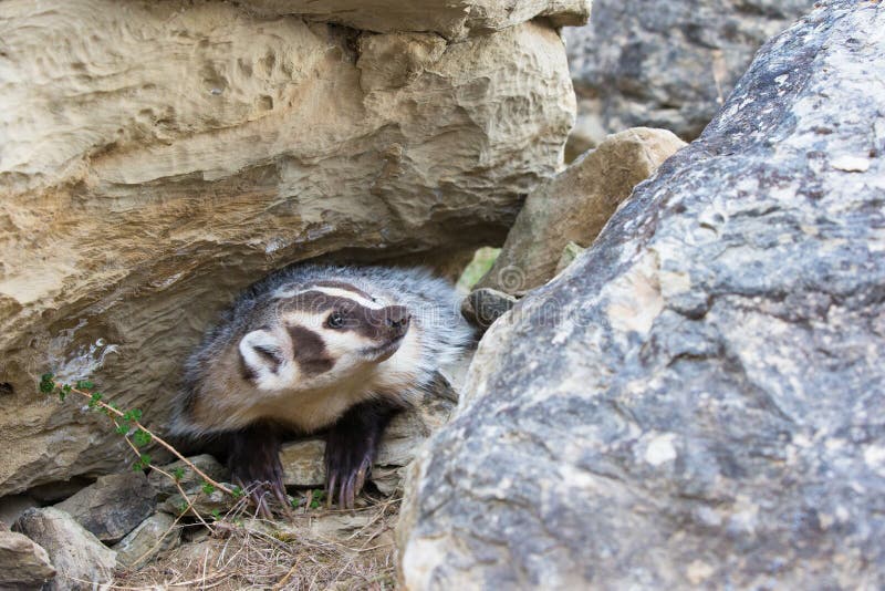 Cliff Badger, Rock Hyrax, Ein Gedi Nature Reserve, Dead Sea, Israel ...