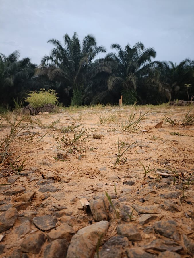 It is a Landscape of Bare Rocks and Land with Lots of Palm Trees Behind ...
