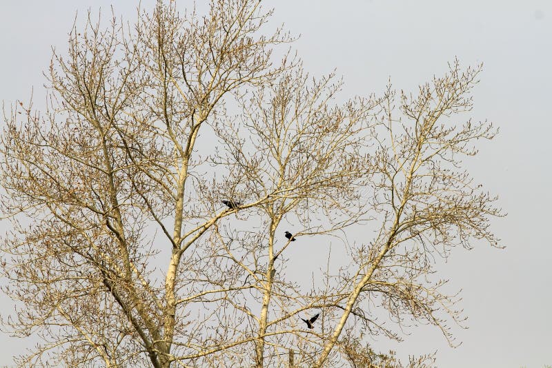 Landscape with a Bare Tree in Early Spring and the Birds are Rooks ...