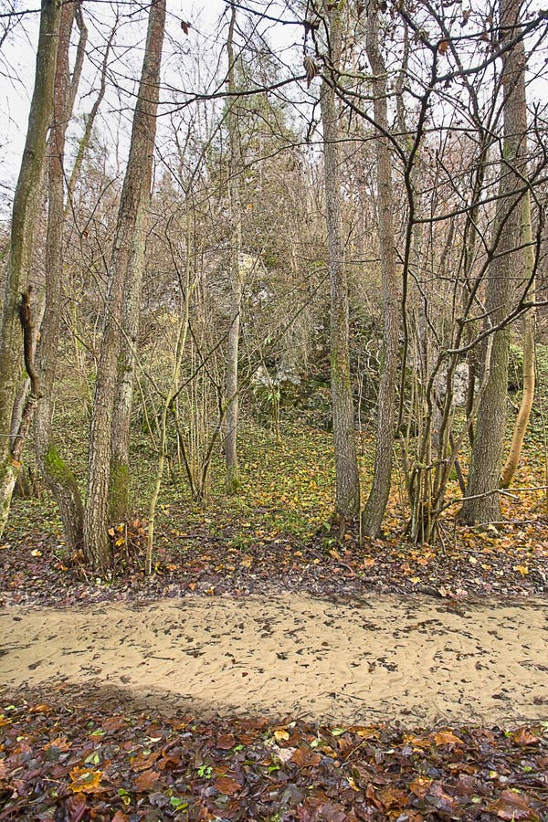 Landscape with bare trees stock photo. Image of fall - 265527954