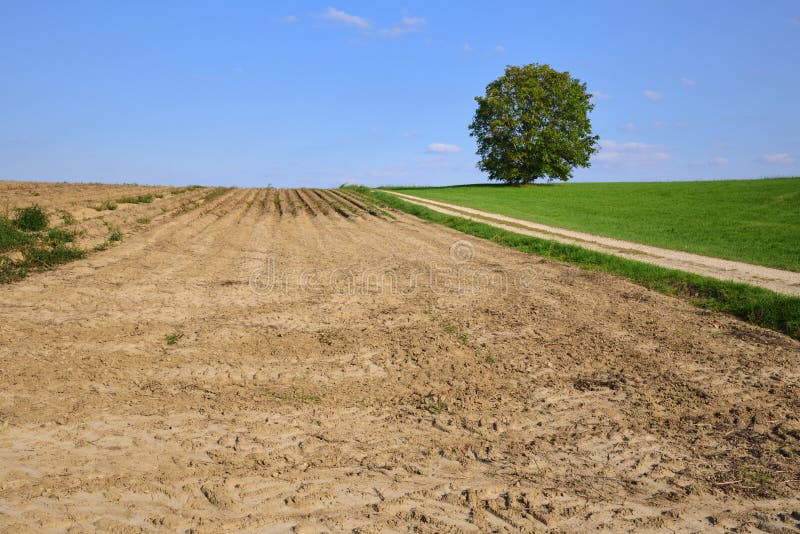 Ash Tree in Arable Landscape Stock Photo - Image of arable, tree: 63927682
