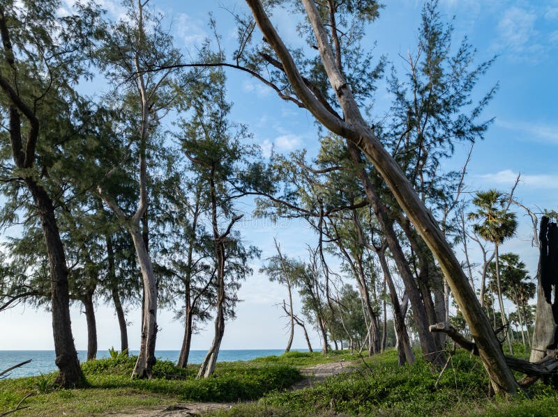 Landscape Beach View of a Sunny Sky Shining through the Pine Tree ...