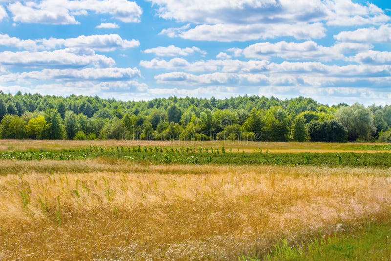 Panoramic View on Grass Field, Forest and a Path Stock Photo - Image of ...