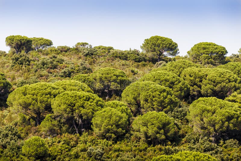 Small green trees stock photo. Image of deciduous, forest - 104004252