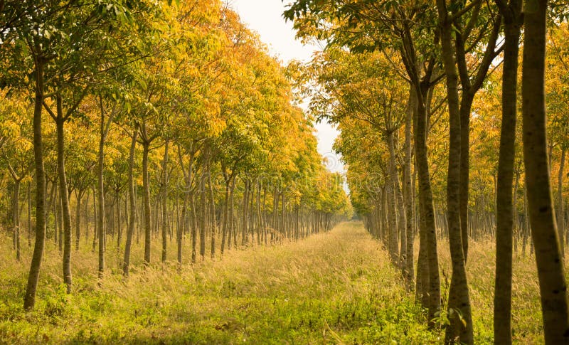 Landscape - Beautiful Long Perspective Rubber Trees Forest Stock Photo ...